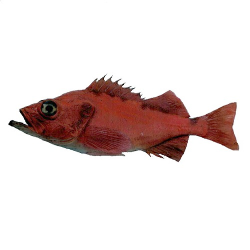 PACIFIC OCEAN PERCH 15.5x10 | Envision 3D Studios