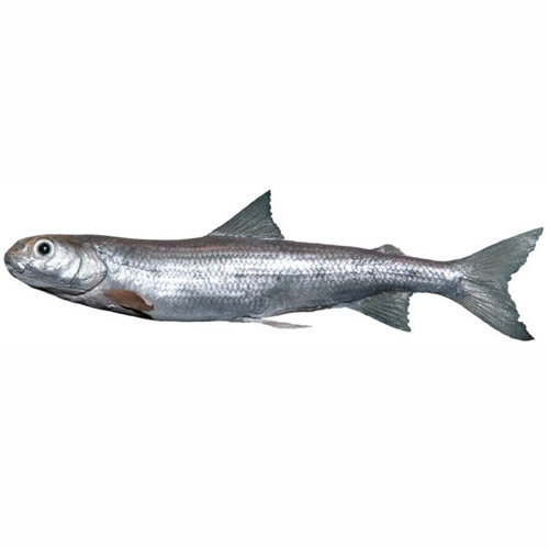 PYGMY WHITEFISH 5.5" | Envision 3D Studios