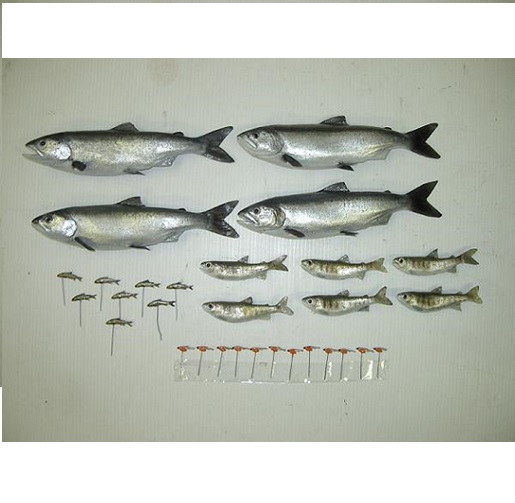 Salmon Life Cycle Models Smolt, Parr, Fry, Alevin | Envision 3D Studios