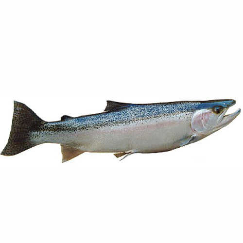 STEELHEAD 30x15.5 | Envision 3D Studios